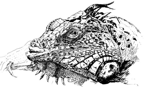 Drawing Animal Portraits in Pen and Ink – HuesAndTonesBooks